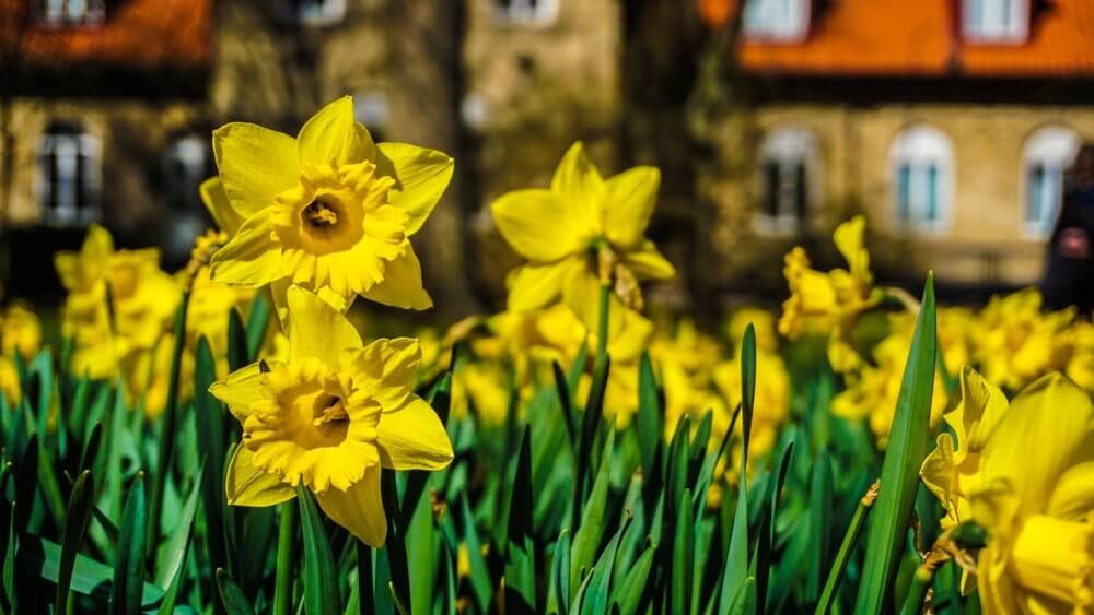 Jak na narcisy a jejich pěstování - Radílek.cz